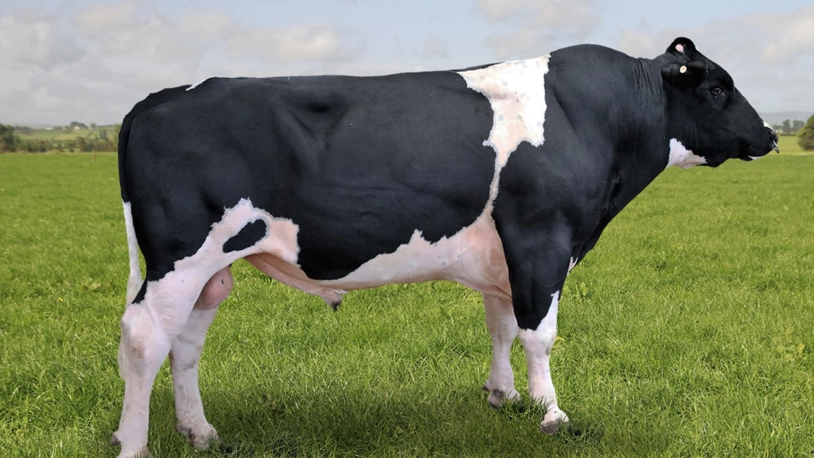 New outcross bull with strong udder scores - Holstein Friesian New Zealand