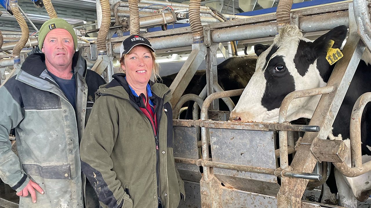 Getting good gains - Holstein Friesian New Zealand