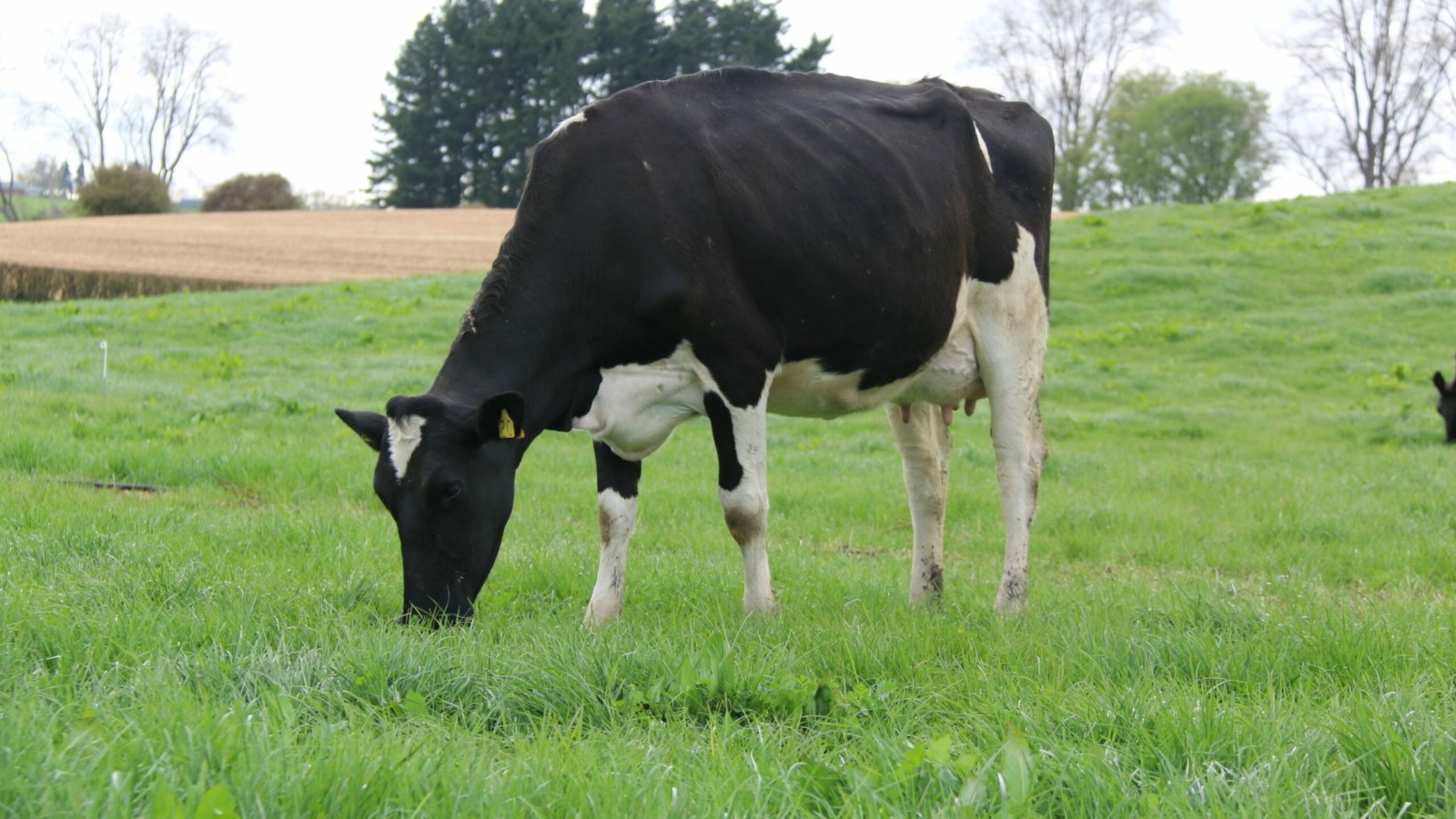 Pedigree Holstein Friesian cattle show their worth in 2022 - Holstein ...