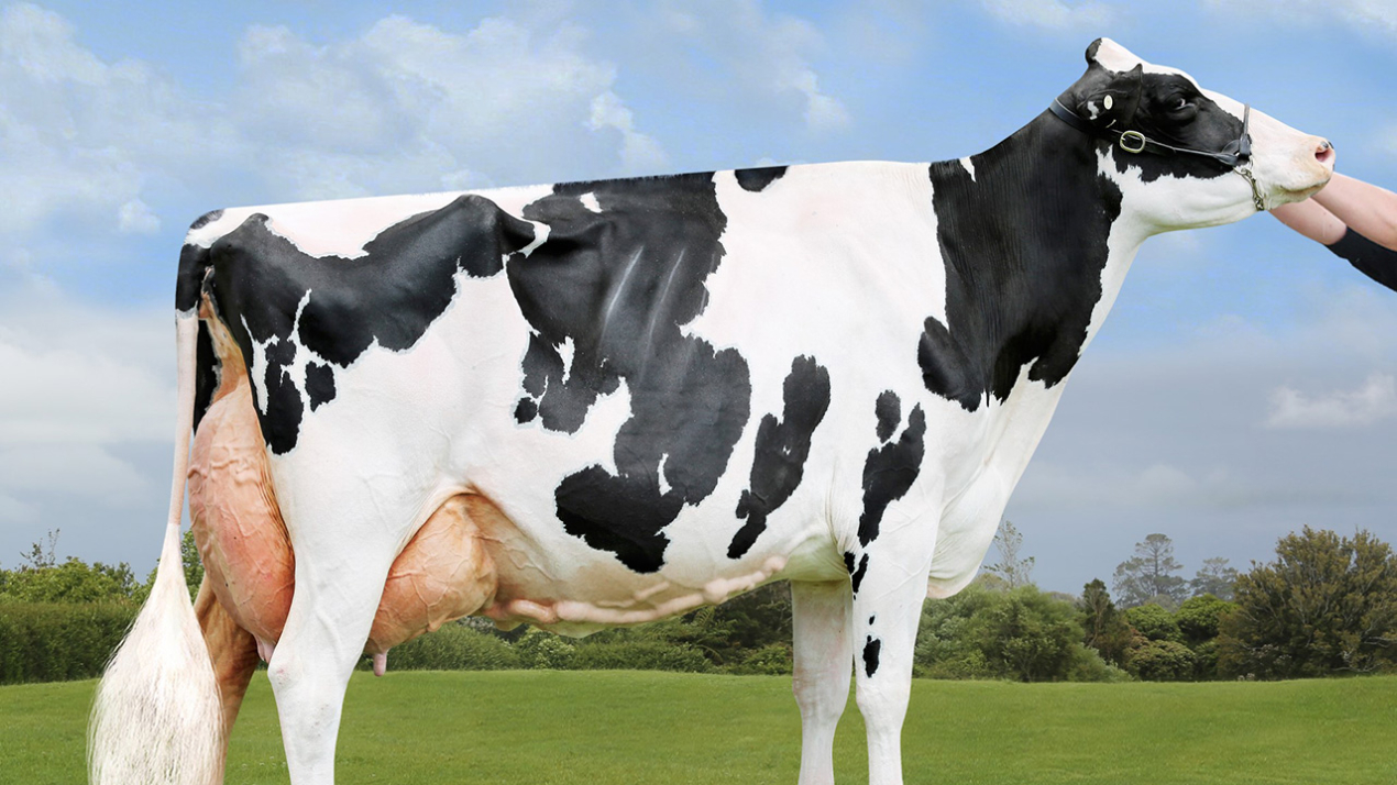 Not just a pretty face - Holstein Friesian New Zealand