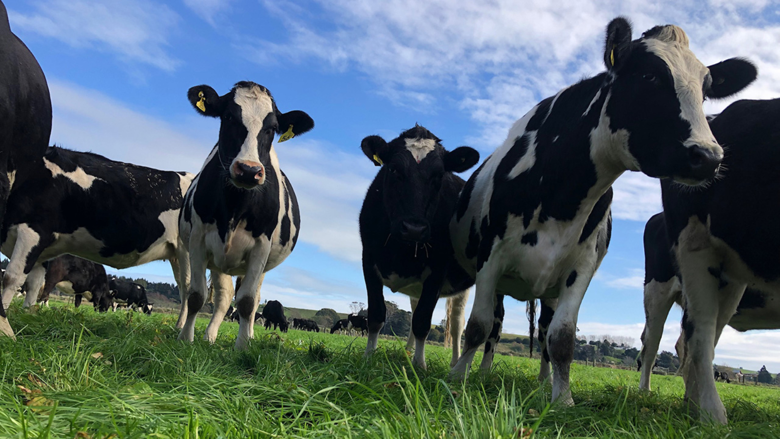 Discovery Project cultivating successful cow families - Holstein ...