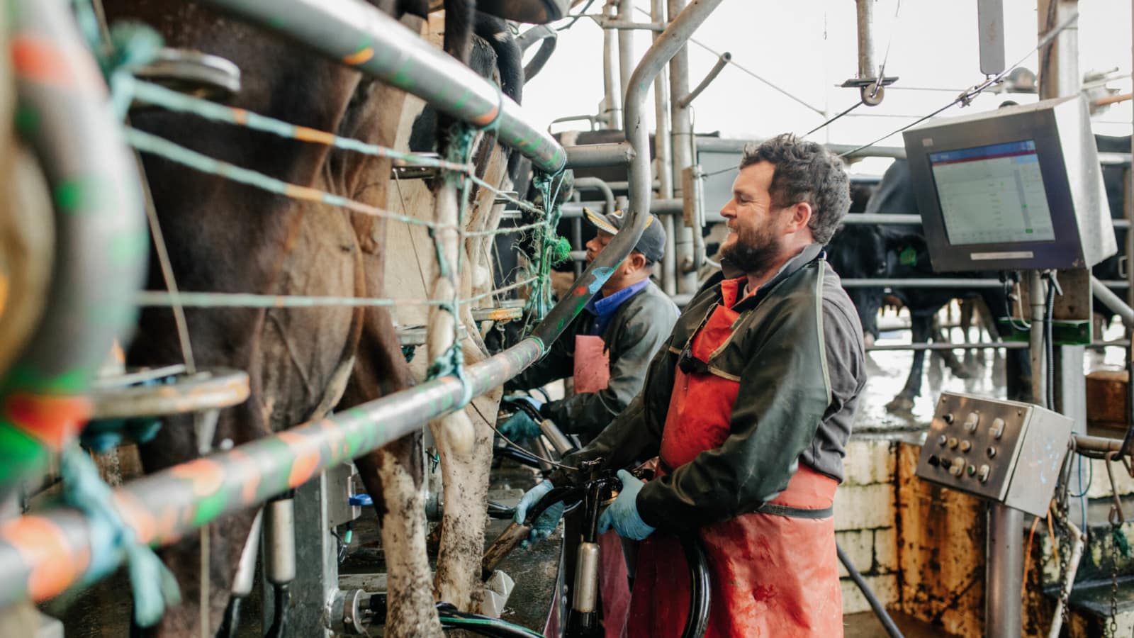 One rung at a time - Holstein Friesian New Zealand